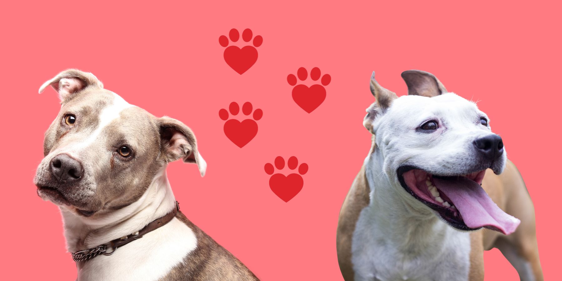 Inbreeding Dogs Pitbull Inbreeding Why Is It Common? – SPARK PAWS